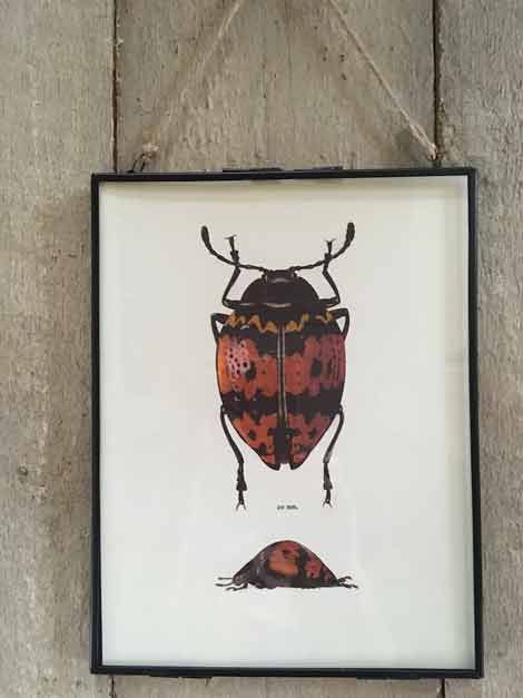 Vintage Insect Prints – Pebble and Niss